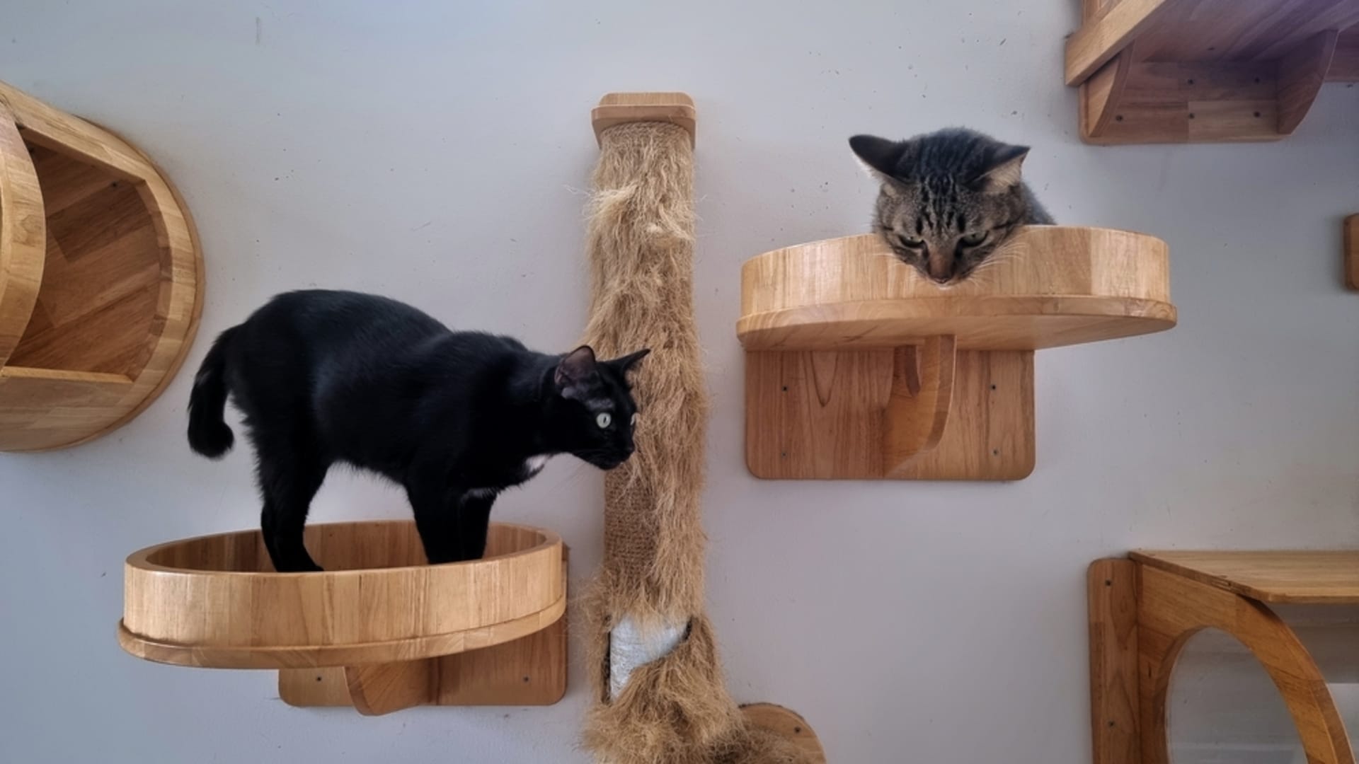 Visit Kauai’s First Cat Cafe - Kauai Vacation Rentals